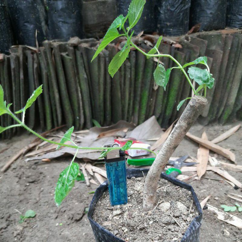 Jual Bahan bonsai Lantana camara orange miring | Shopee Indonesia
