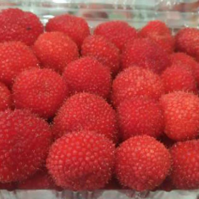 Jual Arbei / arben / arbenan / gucen / ucen-ucen / roseleaf raspberry ...