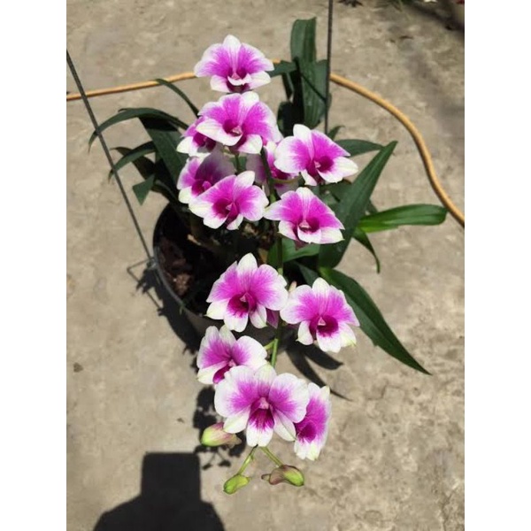 Jual Dendrobium mini yaya victoria | Shopee Indonesia