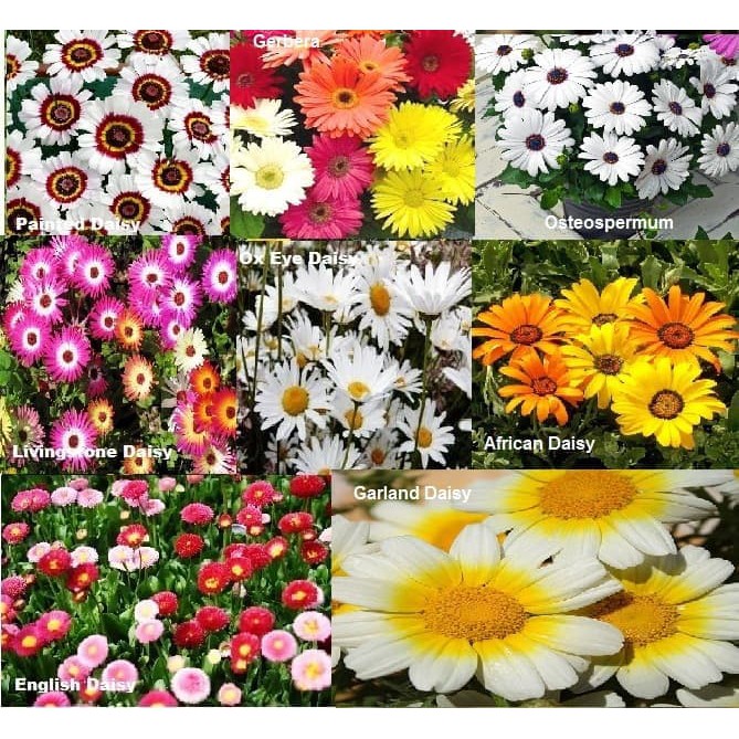 Jual Paket Hemat Benih/Bibit/Seed Bunga Daisy 8 Jenis Langka dan Unik ...