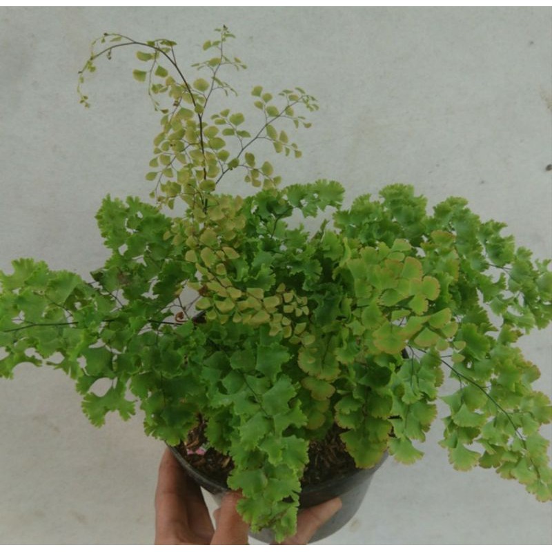 Jual tanaman hias daun supril boston / pohon suplir keriting (adhiantum ...