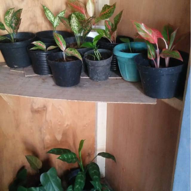 Jual Macam-macam bunga talas tanaman hias | Shopee Indonesia