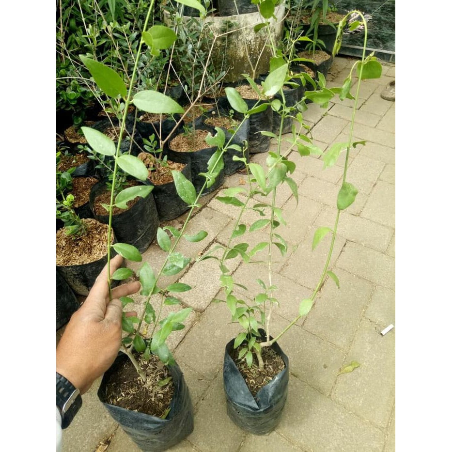 Jual Bibit Tanaman Pohon Siwak - ACTIV WISATA AGROTANI | Shopee Indonesia