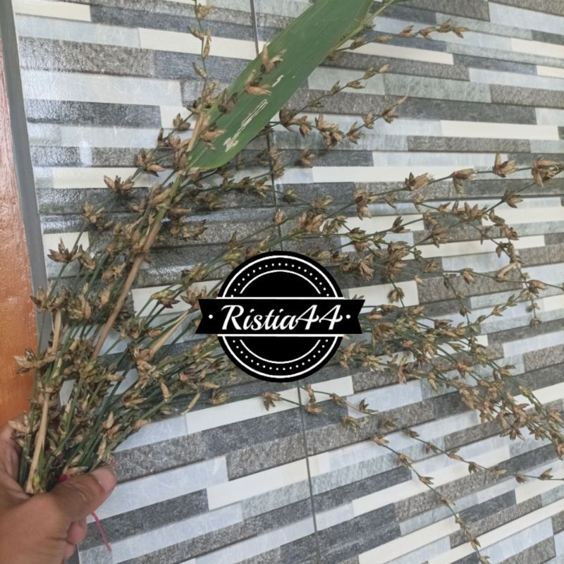 Jual Bunga bambu/kembang Pring per 15 tangkai | Shopee Indonesia