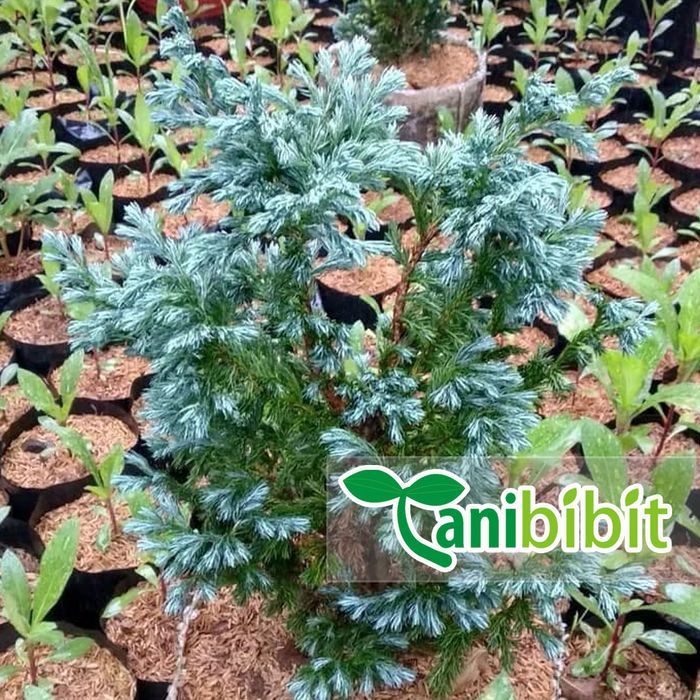 Jual Tanaman Hias Pohon Cemara Kinoki - Inoki - Unik | Shopee Indonesia