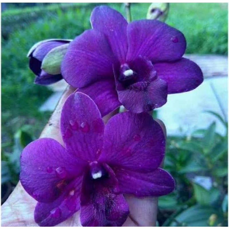 Jual dendrobium blue | Shopee Indonesia