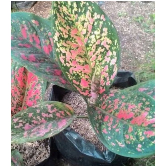 Jual Tanaman Hias Aglonem Red Venus Besar Dewasa Daun Banyak Tanaman ...