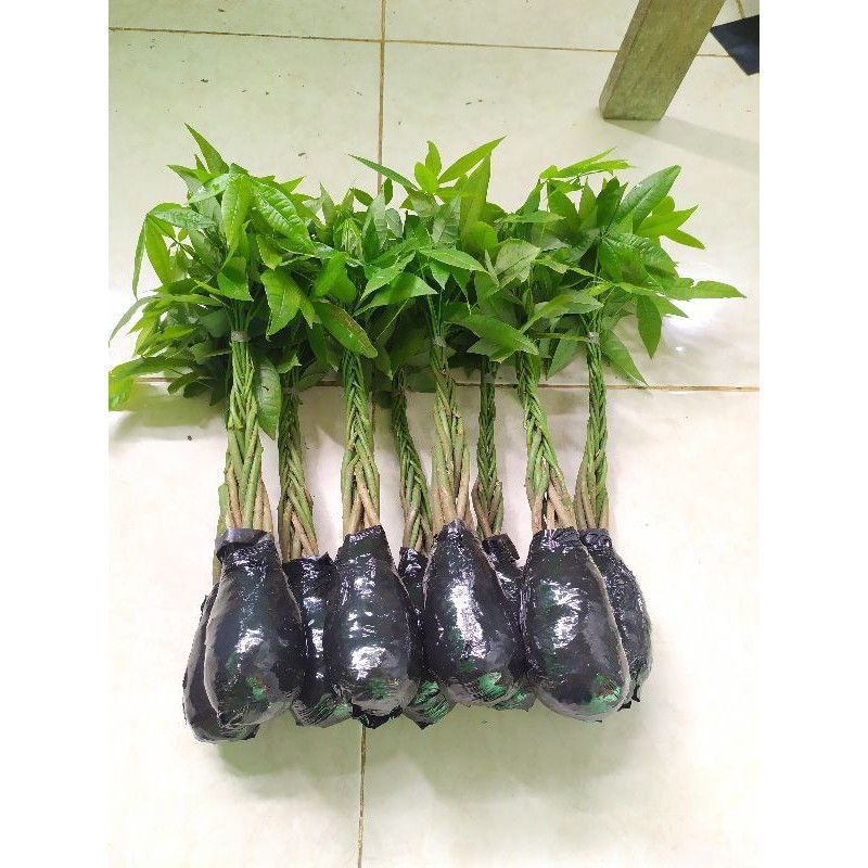 Jual ( BISA COD ) TERMURAH Tanaman Hias Indoor Pacira Kepang 9 ...
