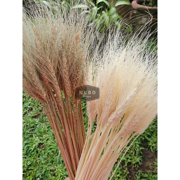 Jual 45 tangkai Gandum Kering / Bunga Kering / Gandum Dekor / Dried ...