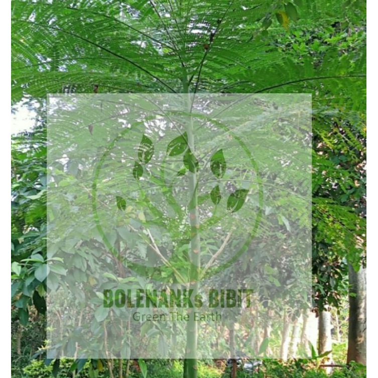 Jual Bibit Pohon Solobium Parahyba Pakis Brazil | Shopee Indonesia