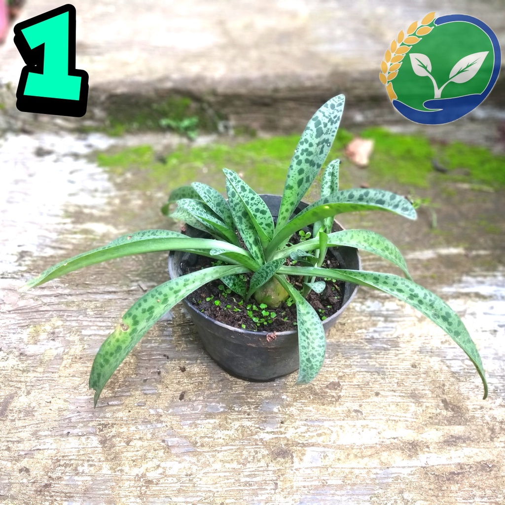 Jual Tanaman Hias Lidah Katak Drimiopsis Maculata Sukulent | Shopee ...