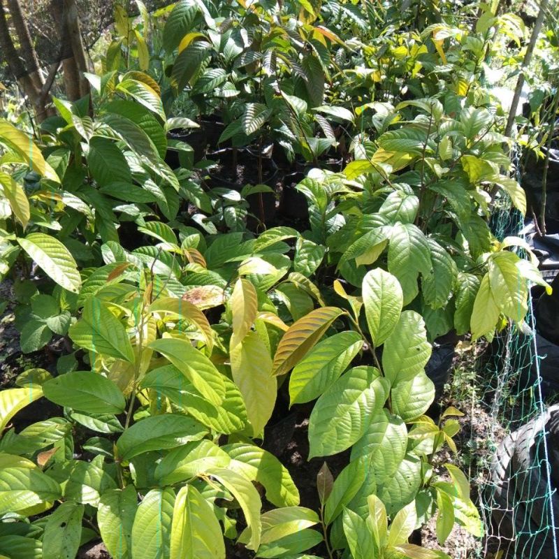 Jual Bibit Kayu Ulin asli dari Kalimantan tengah | Shopee Indonesia