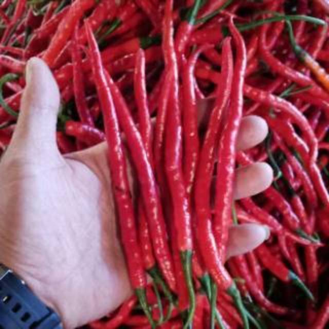 Jual Cabe Merah Keriting TKX 500 gram Cabai Abang Lombok Kriting Fresh ...