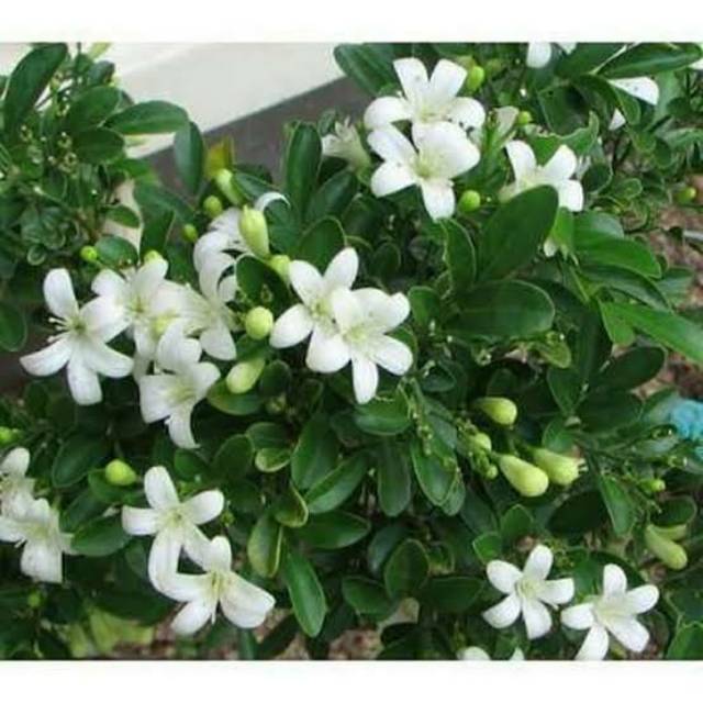 Jual Tanaman Hias Kemuning/muraya paniculata | Shopee Indonesia