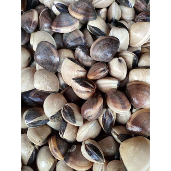 Jual kerang Kepa kerang tahu hidup 1 kg | Shopee Indonesia
