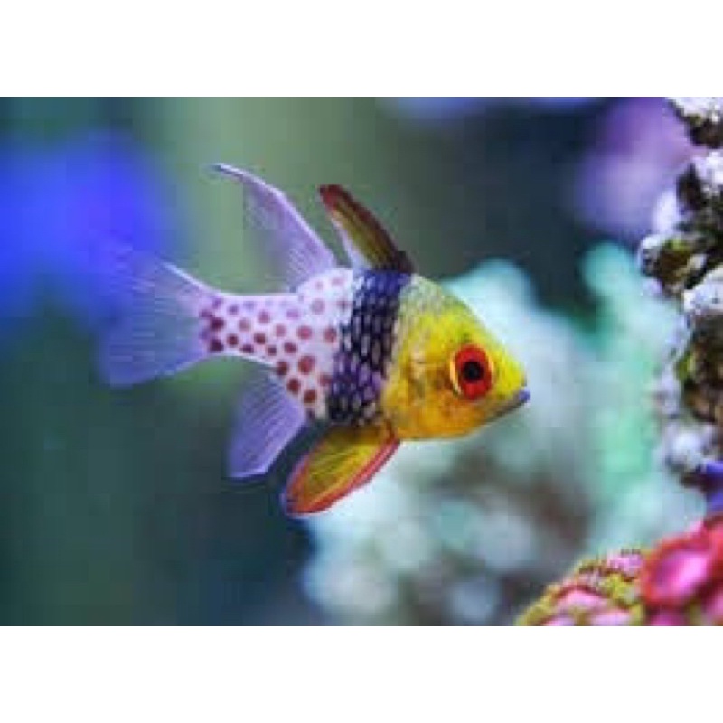 Jual ikan capungan mata merah | Shopee Indonesia