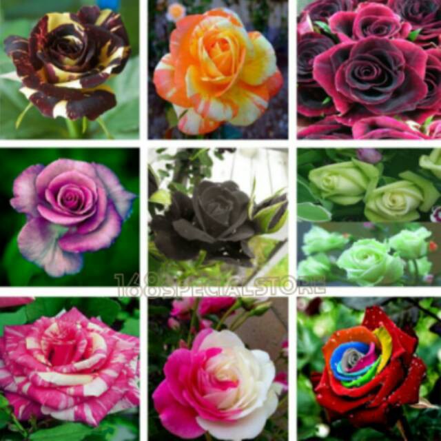 Jual (45 Butir) Biji Benih Bunga Mawar 9 Colours Unique Rose Seeds ...