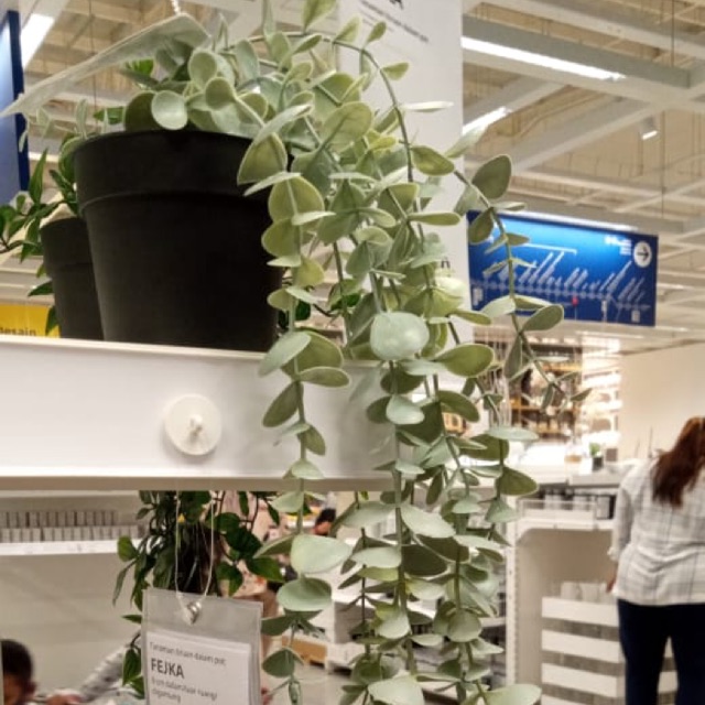 Jual Fejka bunga rambat ikea | Shopee Indonesia