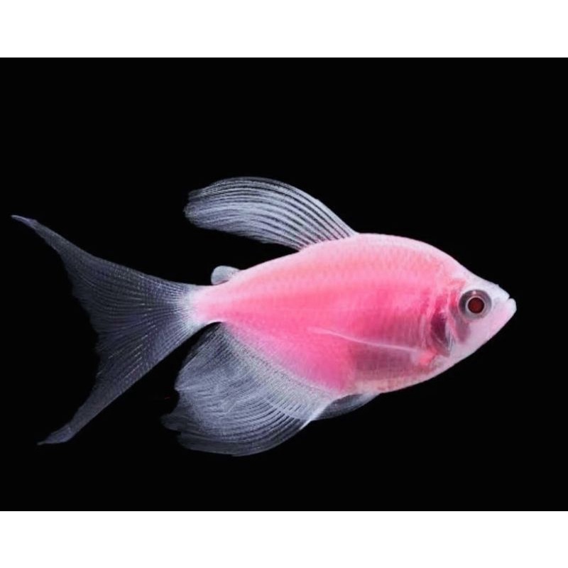 Jual ikan tetra Pink Slayer Moonrise ( Rare ) | Shopee Indonesia
