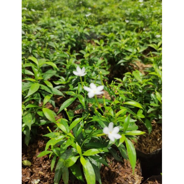 Jual TANAMAN HIAS ROMBUSA HIJAU VERTICAL GARDEN | Shopee Indonesia