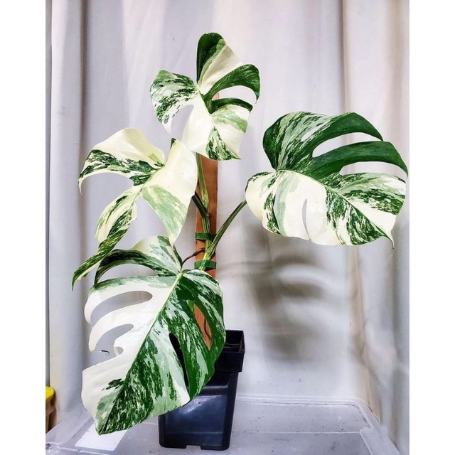 Jual Monsvar - monstera deliciousa varigata - monstera varigata ...