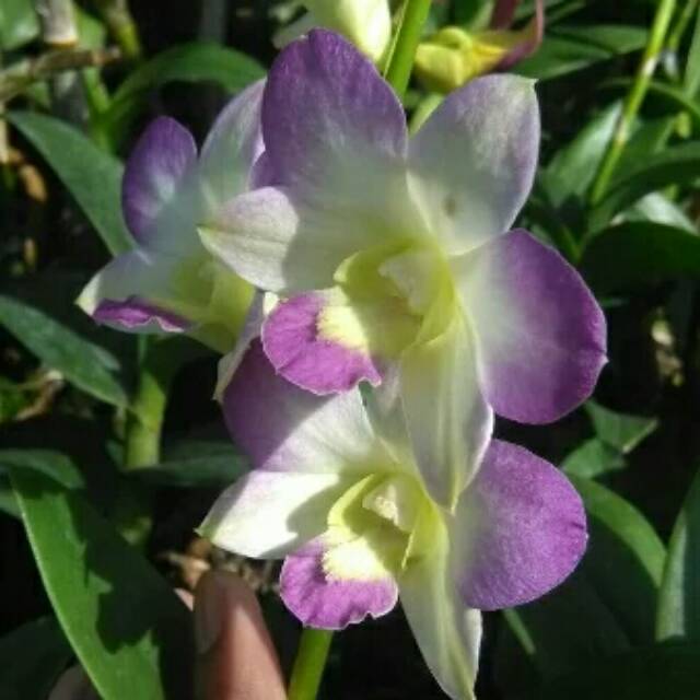 Jual Anggrek Dendrobium Blue Angel Dewasa | Shopee Indonesia