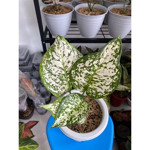 Jual Aglonema koleksian jenis Dud white | Shopee Indonesia Jual Aglonema koleksian jenis Dud white | Shopee Indonesia