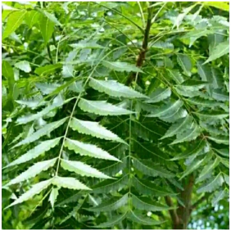 Jual daun mindi seger herbal (1kg ) | Shopee Indonesia