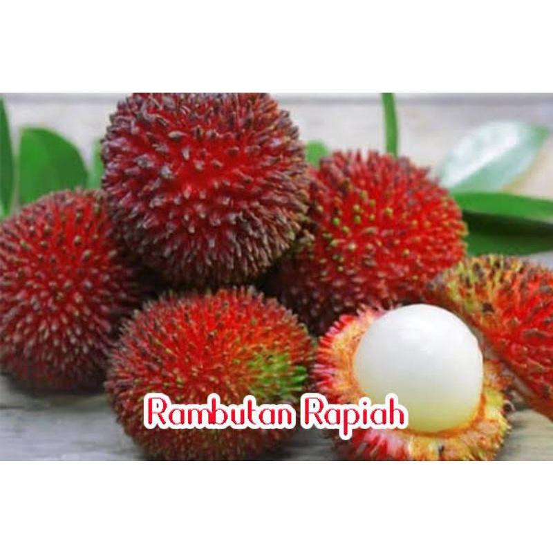 Jual bibit tanaman rambutan rapiah okulasi genjah | Shopee Indonesia Jual bibit tanaman rambutan rapiah okulasi genjah | Shopee Indonesia