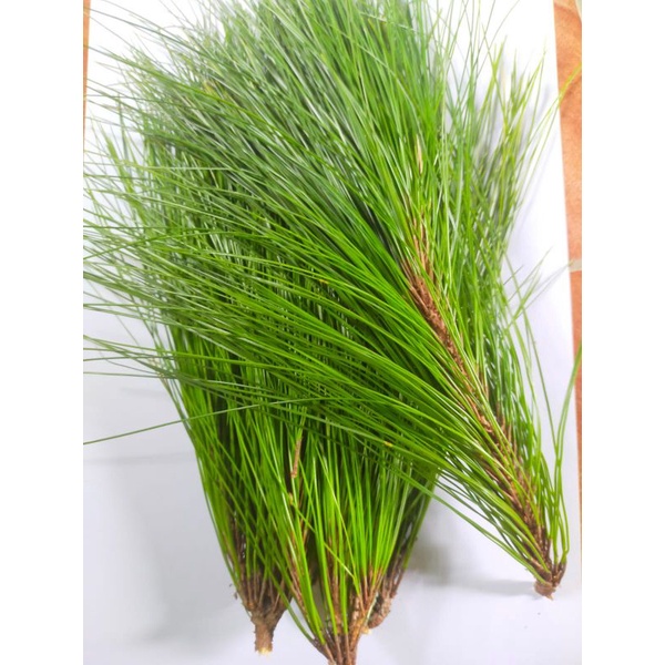 Jual Daun Pinus segar siap di konsumsi 250 gram | Shopee Indonesia