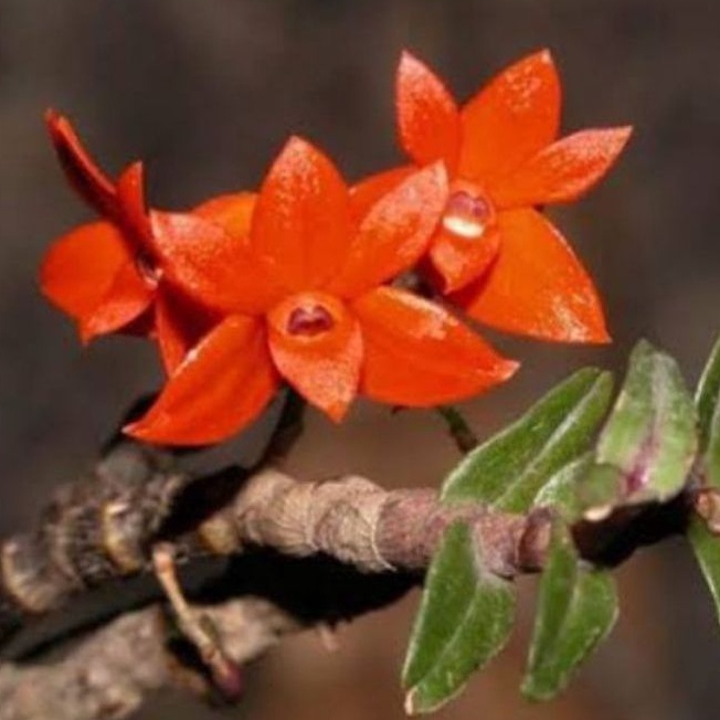 Jual Anggrek dendrobium jacobsonii | Shopee Indonesia