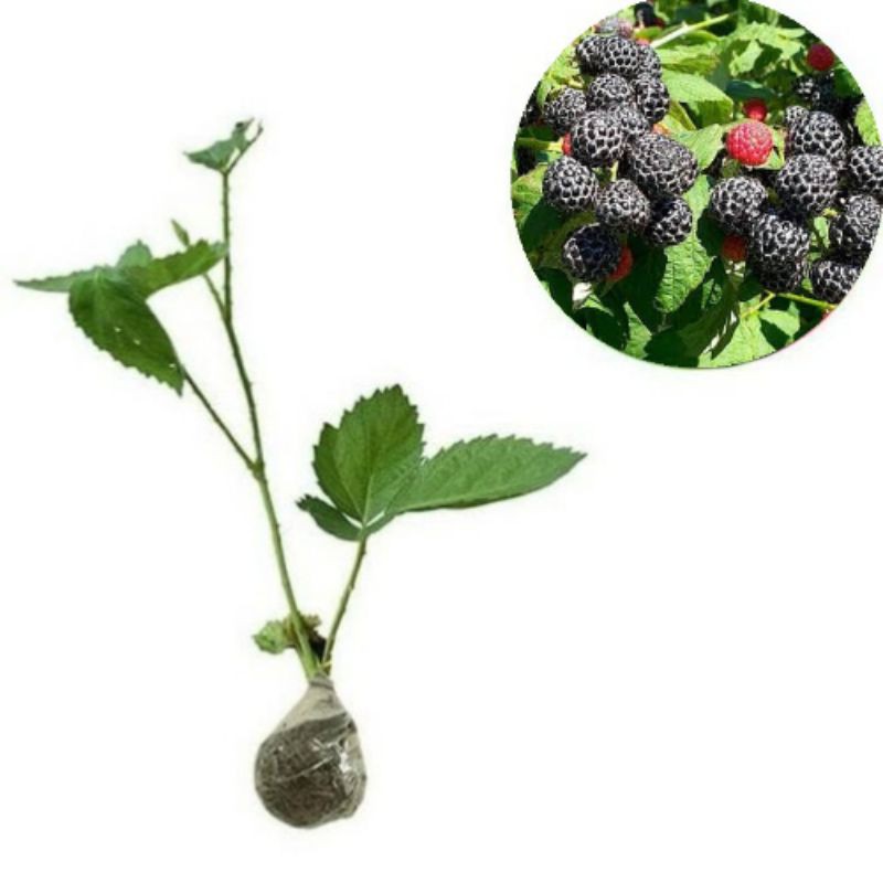 Jual Bibit Tanaman Buah Raspberry Hitam Import | Shopee Indonesia