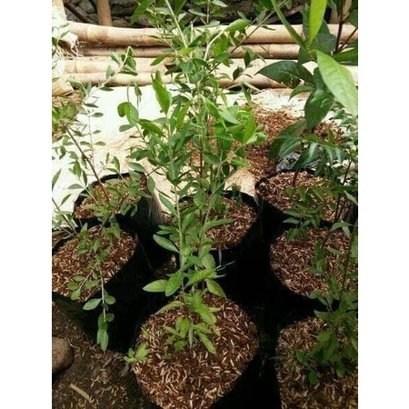 Jual Henna | Binit Tanaman Daun Pacar Arab/Daun Henna/Pewarna Kuku ...