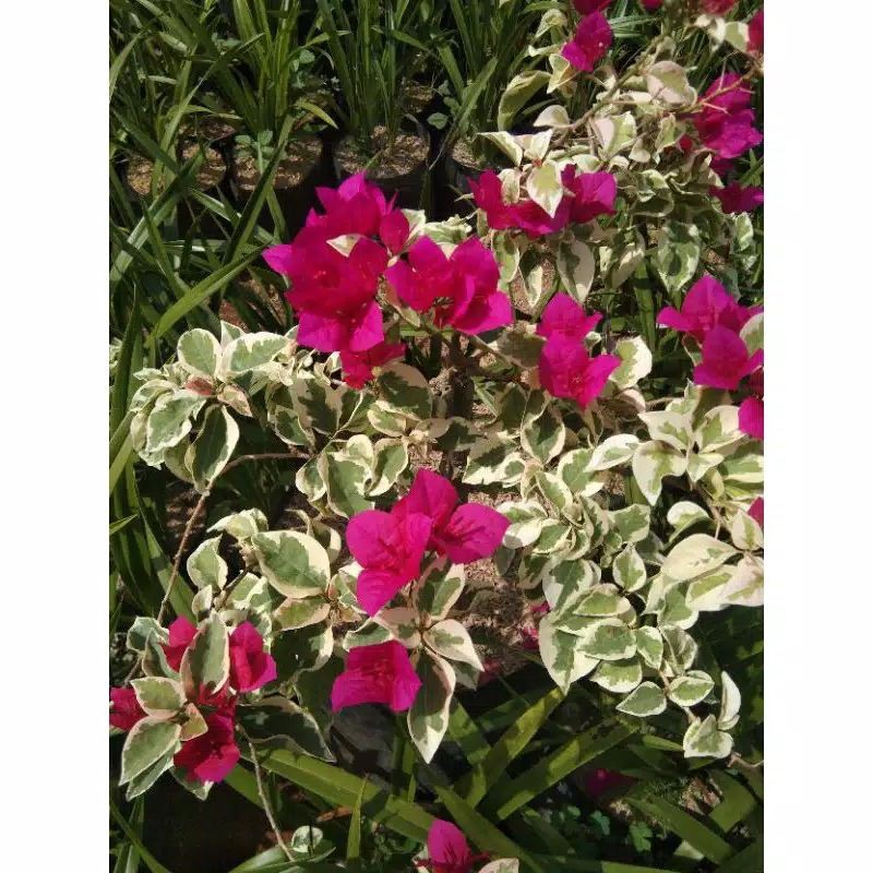 Jual Bibit tanaman bunga bougenville variegata | Shopee Indonesia