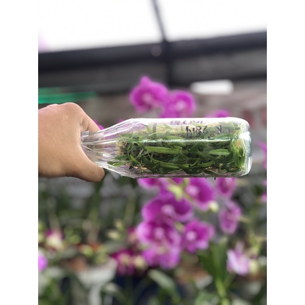 Jual BIBIT ANGGREK DENDROBIUM KRITING BOTOL ISI 50-70 Plants | Shopee ...