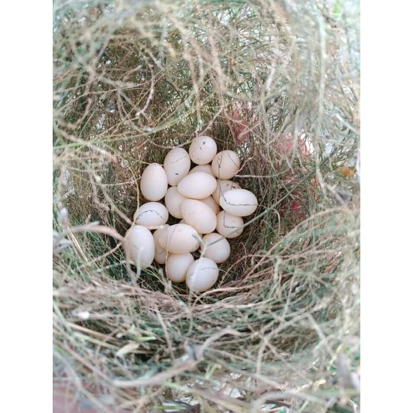 Jual Telur burung emprit/pipit asli per 2 butir | Shopee Indonesia