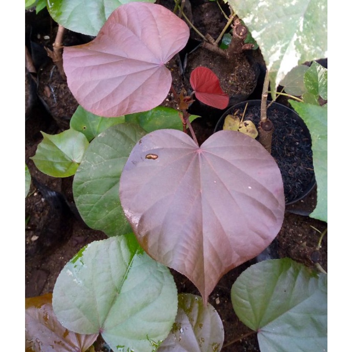 Jual bibit tanaman waru merah (bahan bonsai) | Shopee Indonesia