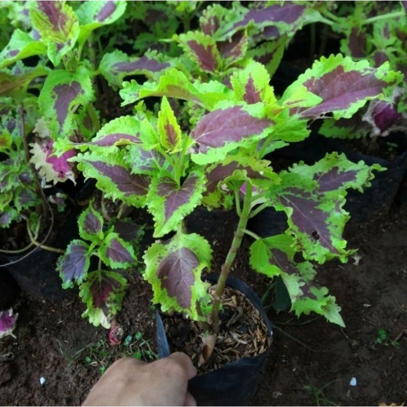 Jual Bunga Hias Jenis Miana / Tanaman Hias Miana Hiasan Taman / Tanaman ... Jual Bunga Hias Jenis Miana / Tanaman Hias Miana Hiasan Taman / Tanaman ...