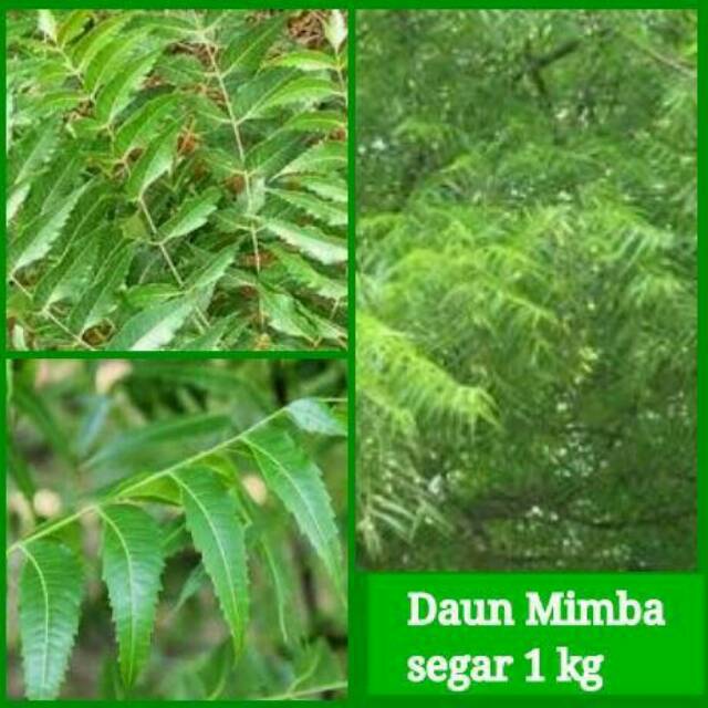 Jual DAUN MIMBA DAUN NEEM SEGAR 1 kg | Shopee Indonesia
