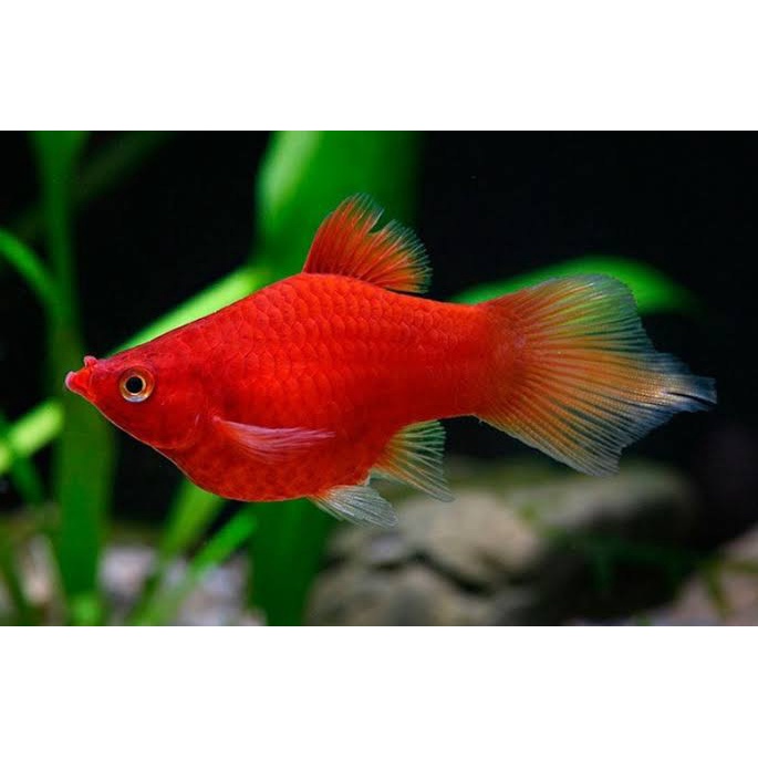 Jual Molly & Platy Golden Black / Red Coral / Marble / Golden / Santa ...