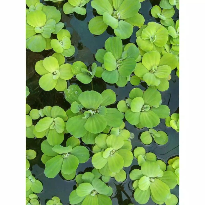 Jual Tanaman Air Apung APU-APU Hiasan Aquarium Aquascape/Kolam Ikan ...
