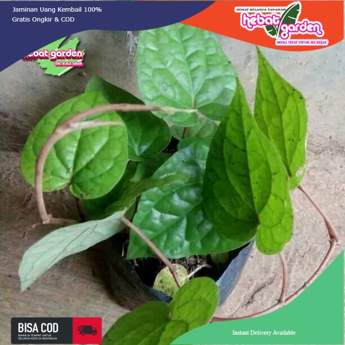 Jual Sirih hijau - tanaman herbal sirih hijau | Shopee Indonesia