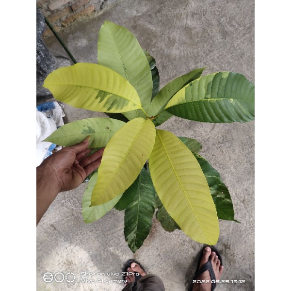 Jual kuweni varigata / mangifera odorata | Shopee Indonesia