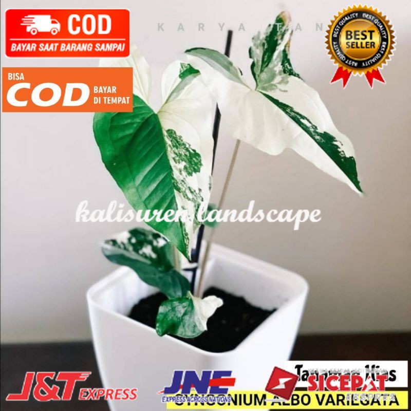 Jual Syngonium varigata - Tanaman hias syngonium varigata ( TERLARIS ...