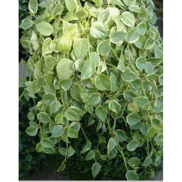 Jual tanaman hias gantung teplan terang bulan//peperomia scandens ...
