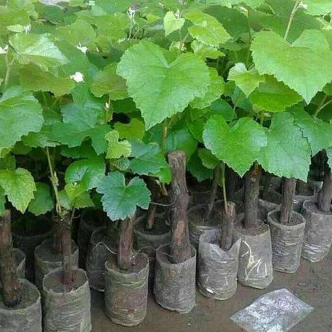 Jual K103 Tanaman Anggur Hitam Atau Anggur Ungu / Pohon Anggur Bibit ...