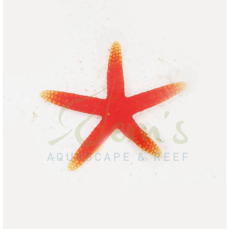 Jual Bintang Laut Merah Tip Kuning (Yellow tip Red Fromia Starfish ...