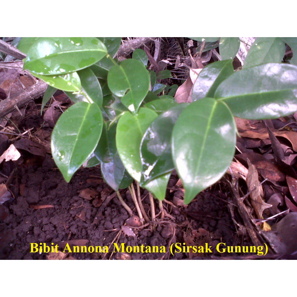 Jual Pohon sirsak gunung (annona montana) benih / bibit | Shopee Indonesia