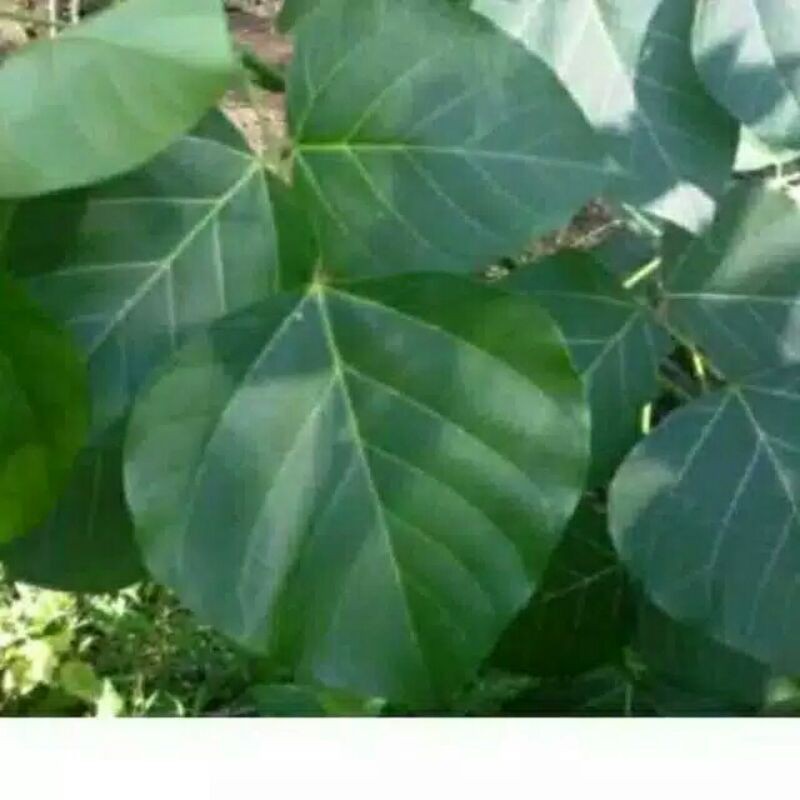 Jual Daun dadap serep dadap duri hutan segar 500gram | Shopee Indonesia