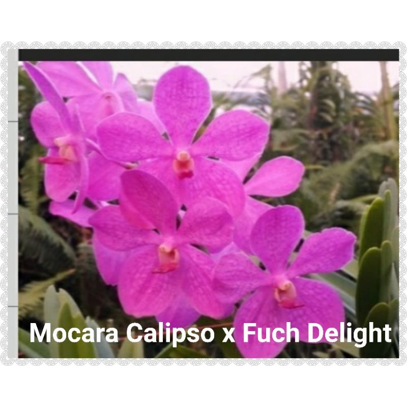 Jual MOCARA CALIPSO X FUCHS DELIGHT | Shopee Indonesia